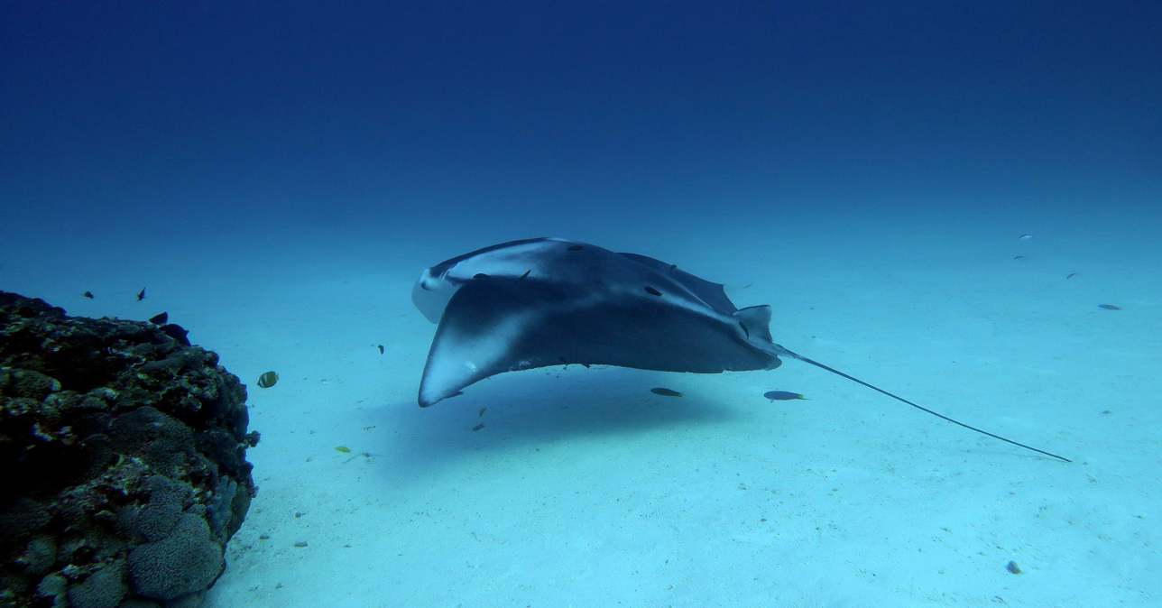 Manta Ray Research - Wildlife Warriors