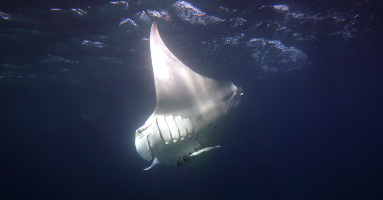 Manta Ray Research - Wildlife Warriors