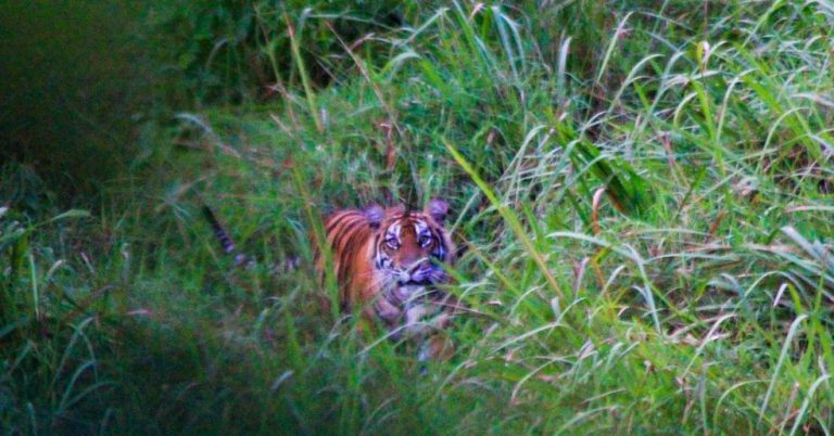Sumatran Tigers - Wildlife Warriors