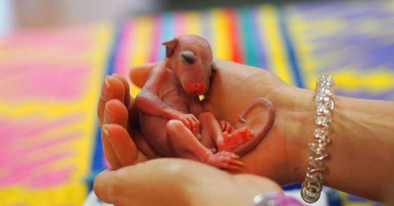 Trauma Season - Wildlife Warriors