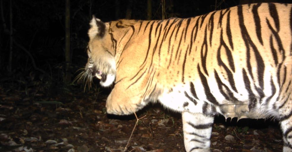 Sumatran Tigers - Wildlife Warriors