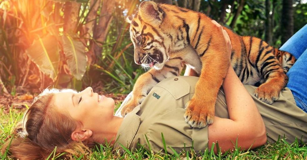 Sumatran Tigers - Wildlife Warriors