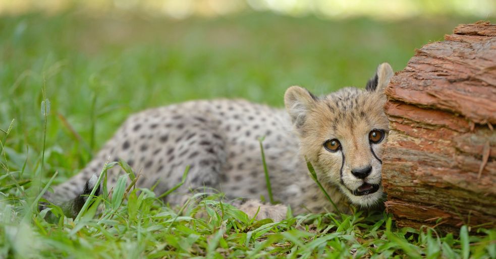 Cheetah Conservation - Wildlife Warriors