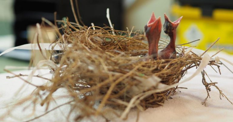 Trauma Season - Wildlife Warriors