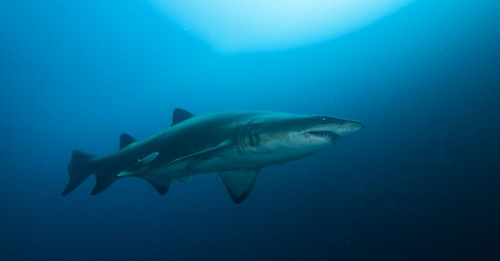 Grey Nurse Sharks - Wildlife Warriors