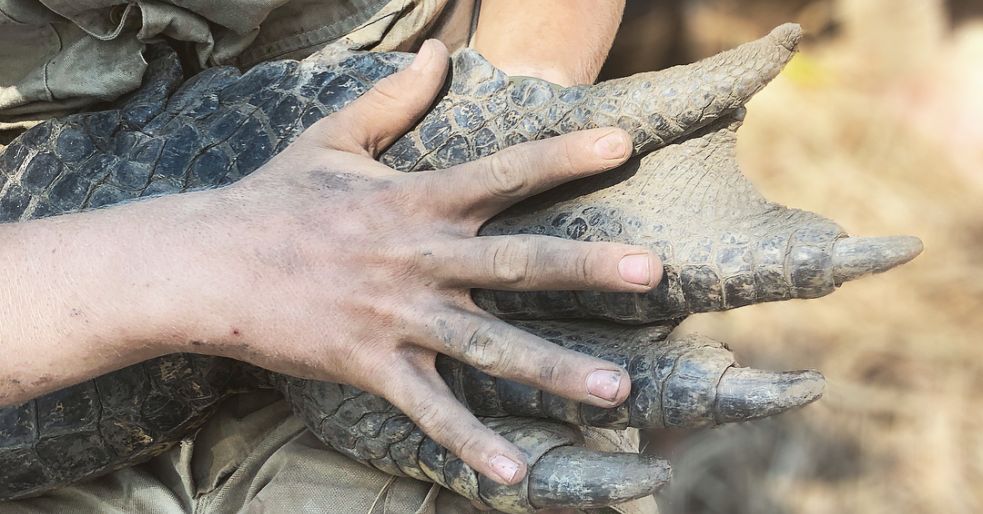 Crocodile Research - Wildlife Warriors