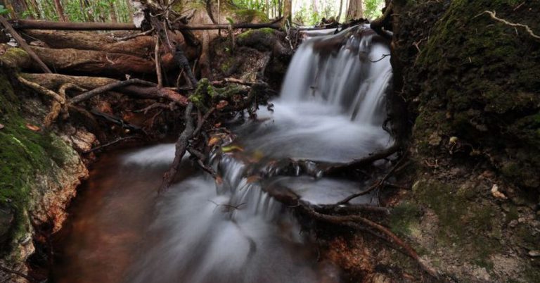 Steve Irwin Wildlife Reserve - Wildlife Warriors