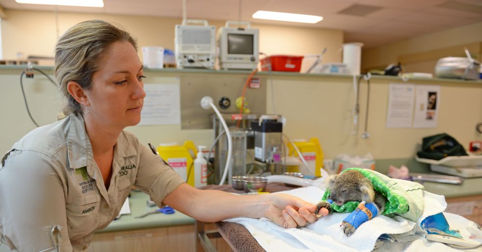 Australia Zoo Wildlife Hospital - Wildlife Warriors