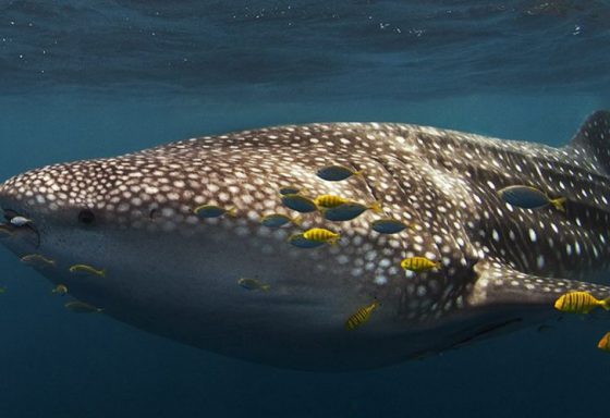 Conservation Projects - Wildlife Warriors