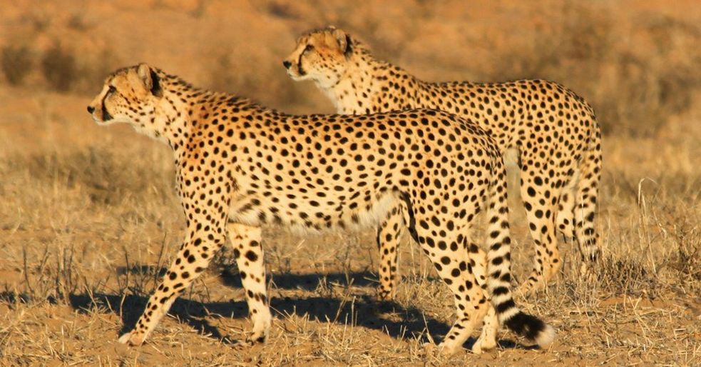 Cheetah Conservation - Wildlife Warriors